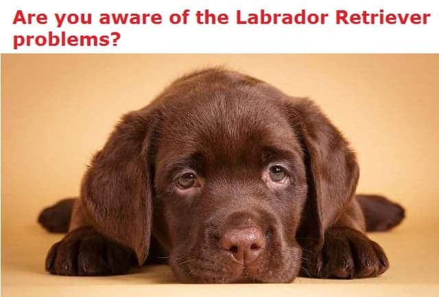 9 Points To Consider Before Buying A Labrador Retriever – The Best of ...
