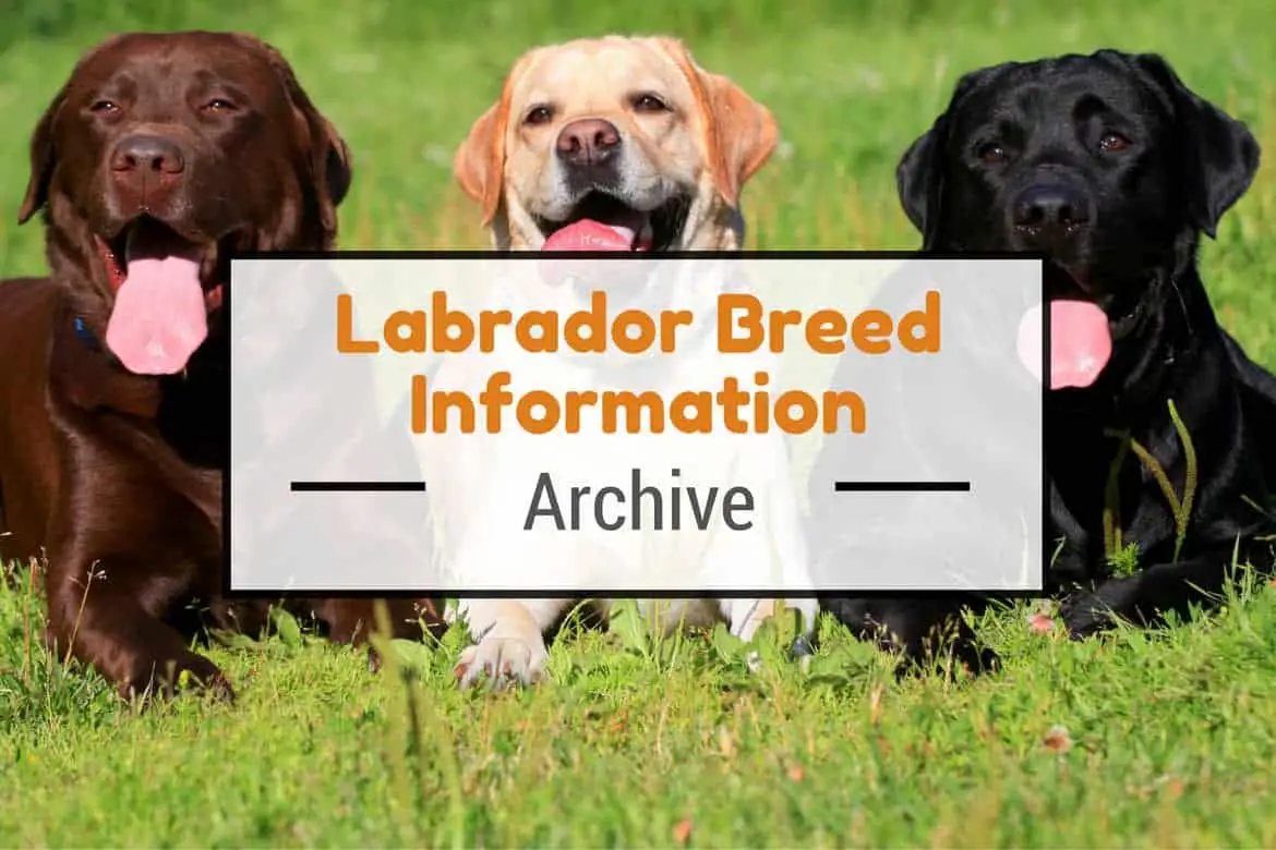 Labrador Retriever Dog Breed – Personality Info And History – The Best ...