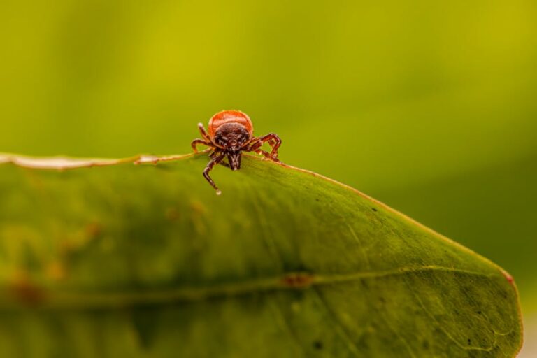 Best Flea and Tick Prevention for Dogs 2026: Oral vs Topical vs Collars ...